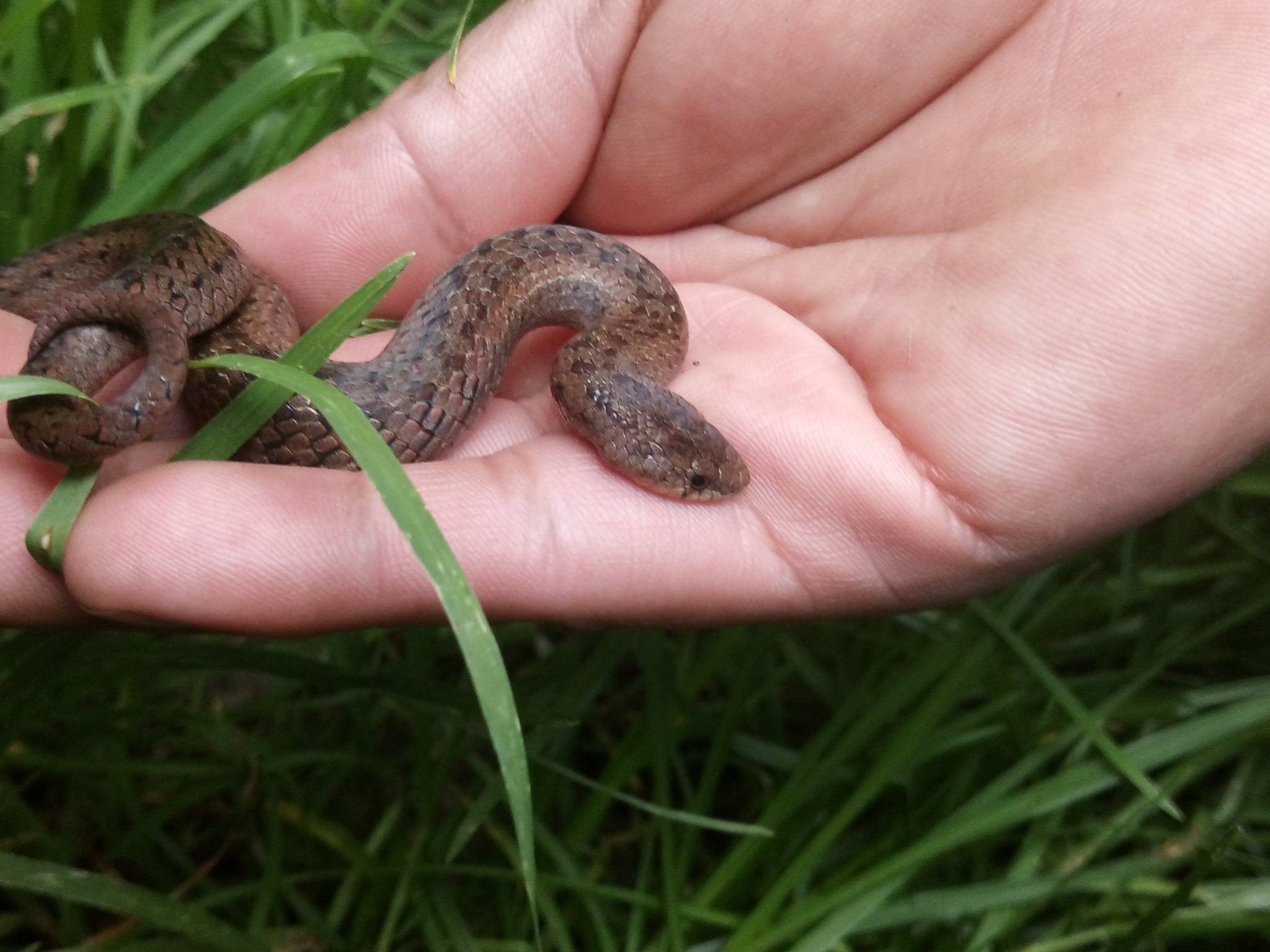 Conopsis biserialis (Taylor & Smith, 1942)