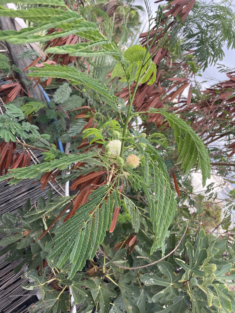 White leadtree from Crete, Agia Marina, Khania, GR on September 23 ...