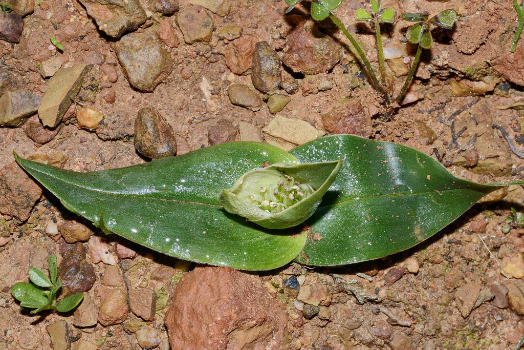 Colchicum eucomoides (Breede River Valley V 1 of 1) · iNaturalist