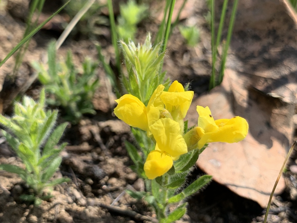 Silver Frilly Pea from KZN, ZA on September 26, 2021 at 09:53 AM by ...