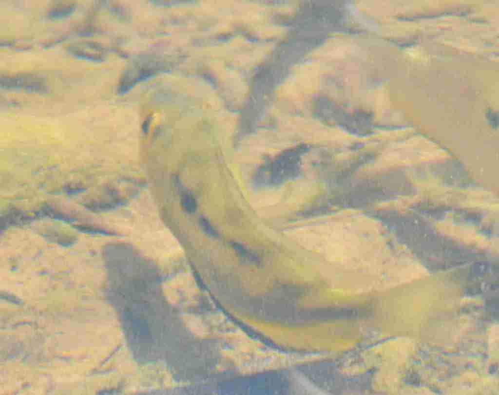Orange Chromide from Kuniyan Wetland - Karivellur, Kerala, India on ...