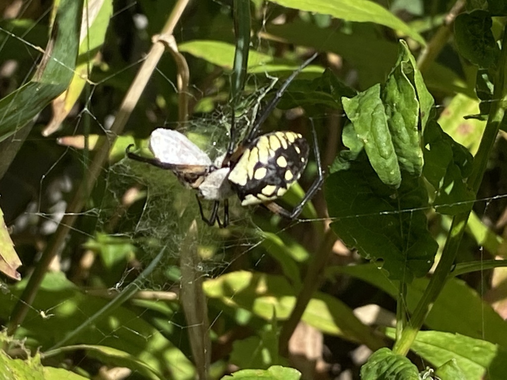 Yellow Garden Spider from Friends of Wehr Nature Center, Franklin, WI ...