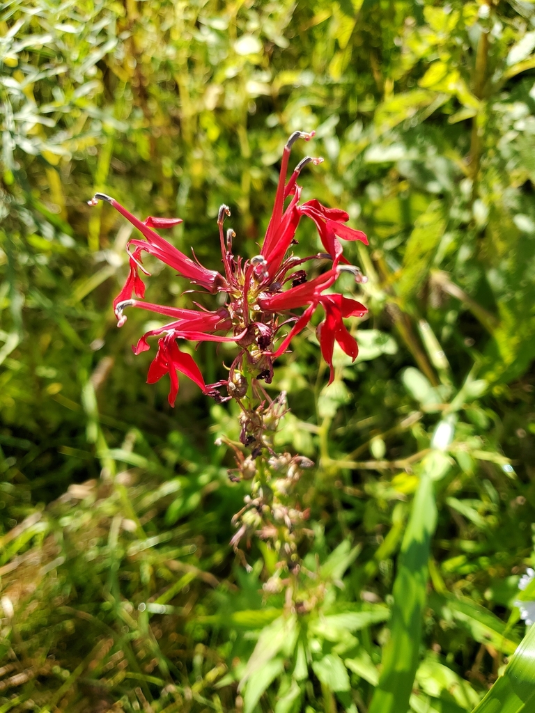 cardinal flower from Hennepin on September 26, 2021 at 10:11 AM by ...