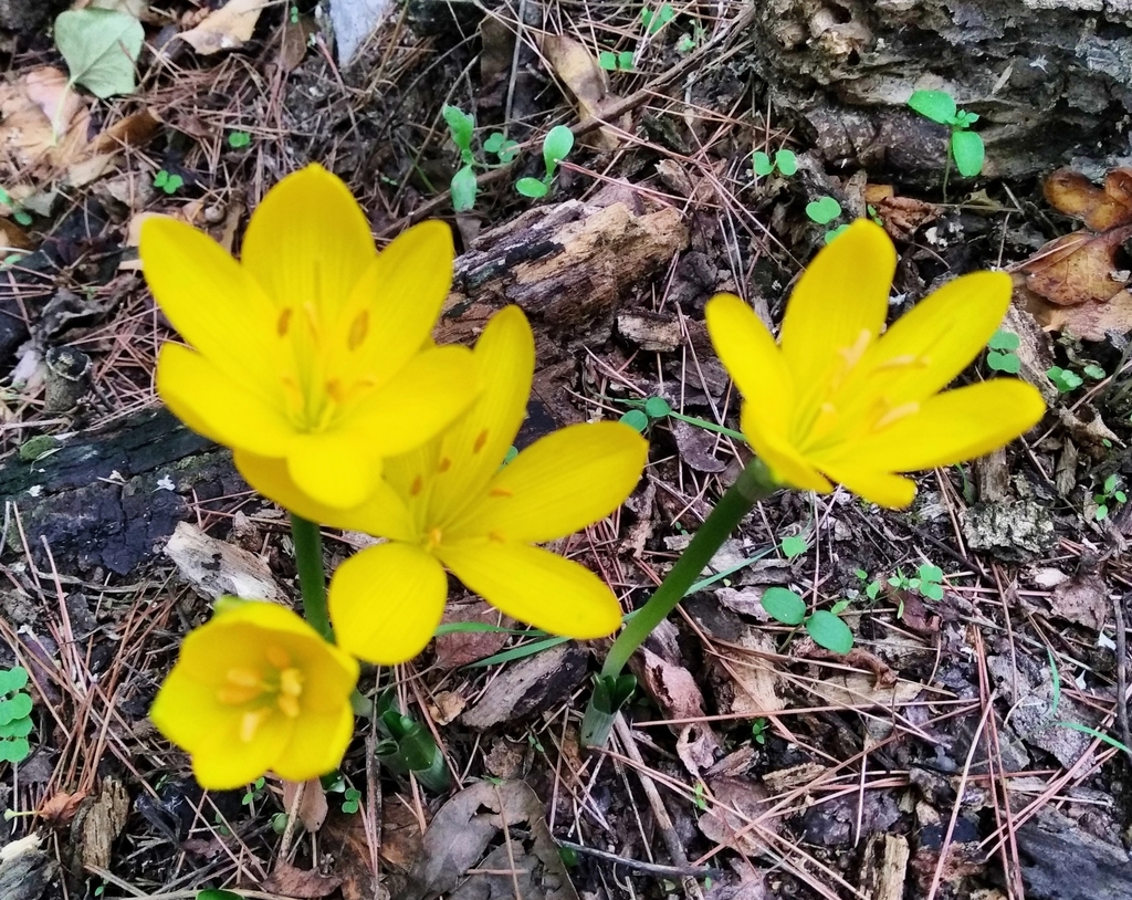 Winter Daffodil from Peralta on September 25, 2021 at 02:33 PM by ...