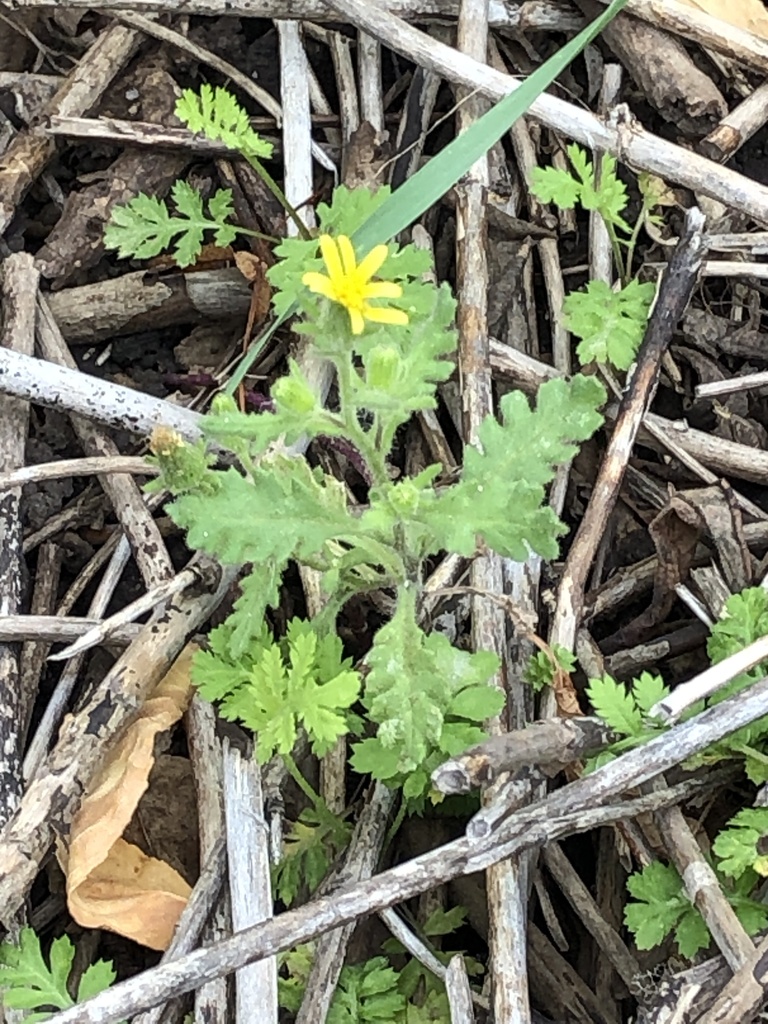 Sticky Groundsel from E Superior St, Duluth, MN, US on September 26 ...