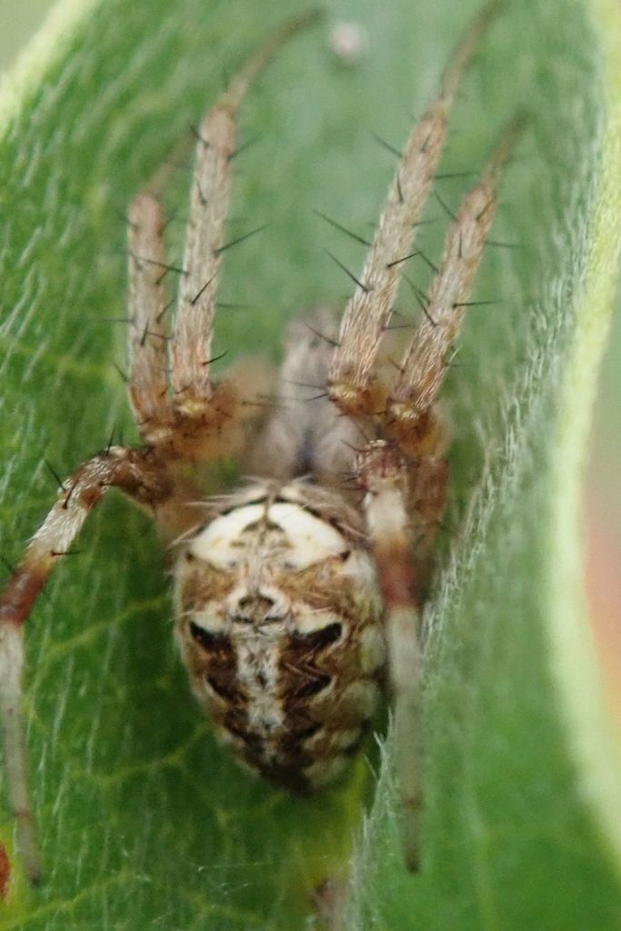 Common Web-spider from Salt Creek, Ehlanzeni, South Africa on January 2 ...