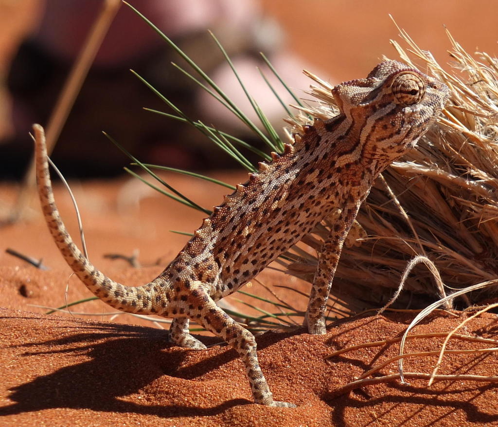 Пустынный хамелеон (Lizards of Namibia) · iNaturalist