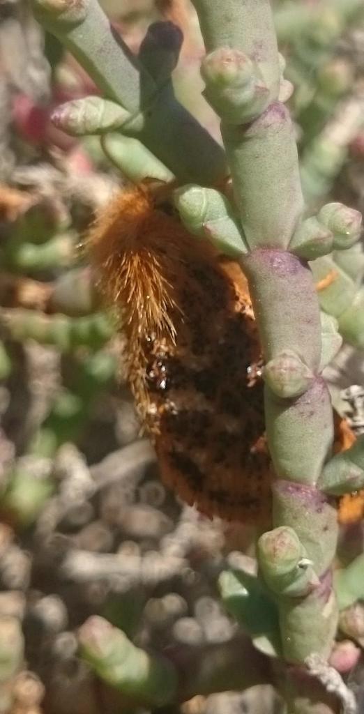 Euproctis arenacea from Milnerton Racecourse Conservation Area on ...