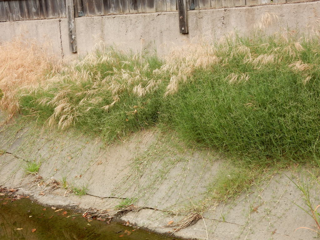 Bermuda grass from Carmichael, Sacramento County, California, United ...