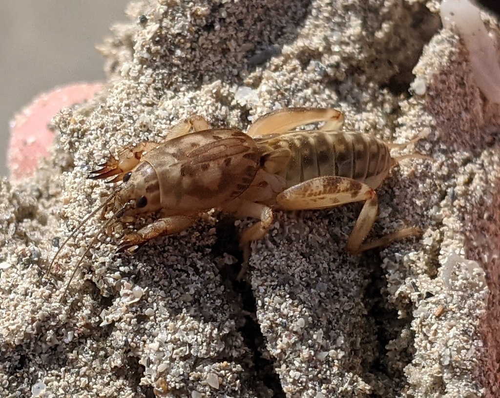 Lesser Short-winged Mole Cricket from Historic Virginia Key Beach Park ...