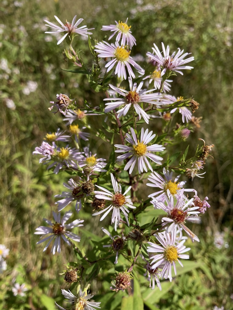 shining aster from Taquanyah Conservation Area, Cayuga, ON, CA on ...