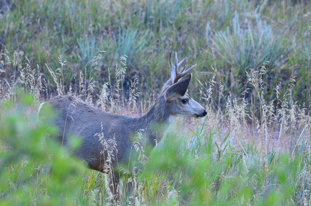 Rocky Mountain Mule Deer from 1805 N 30th St, Colorado Springs, CO ...