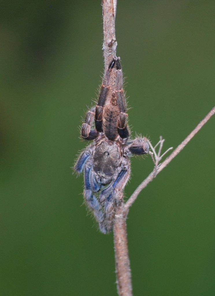 Chilobrachys from Butterfly Park-Mulapadu, MDR13, N.Pothavaram, Andhra ...