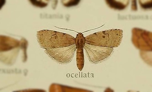 Genus Churia · iNaturalist