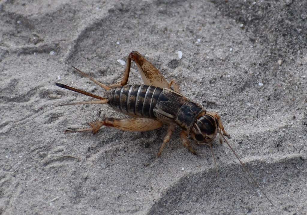Eastern Striped Cricket from South Side, Corpus Christi, TX, USA on ...