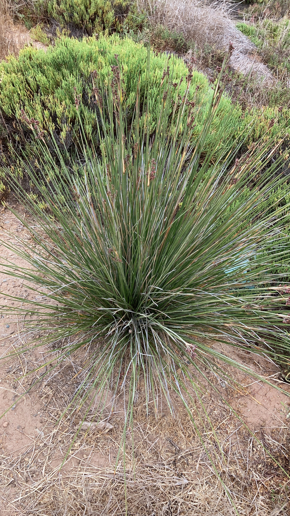 Southwestern Spiny Rush from Imperial Beach on September 26, 2021 at 09 ...