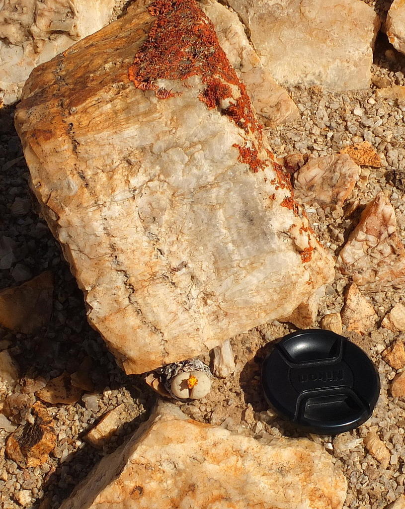 Lithops ruschiorum in May 2017 by Colin Ralston. Between the rocks ...