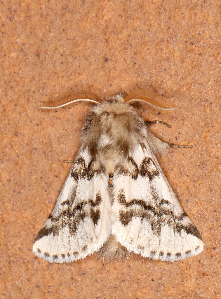 Thaumetopoea herculeana (Moths of Antequera (Málaga/ Andalusia/ Spain ...