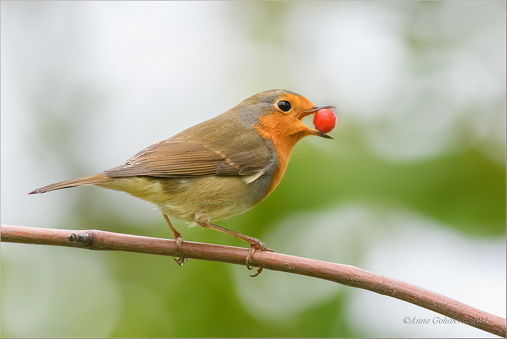 European Robin (Selected Bird Species of Miramare’s Biosphere Reserve ...