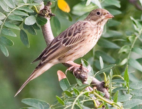 Ortolan Bunting (bird of Italy part 1) · iNaturalist