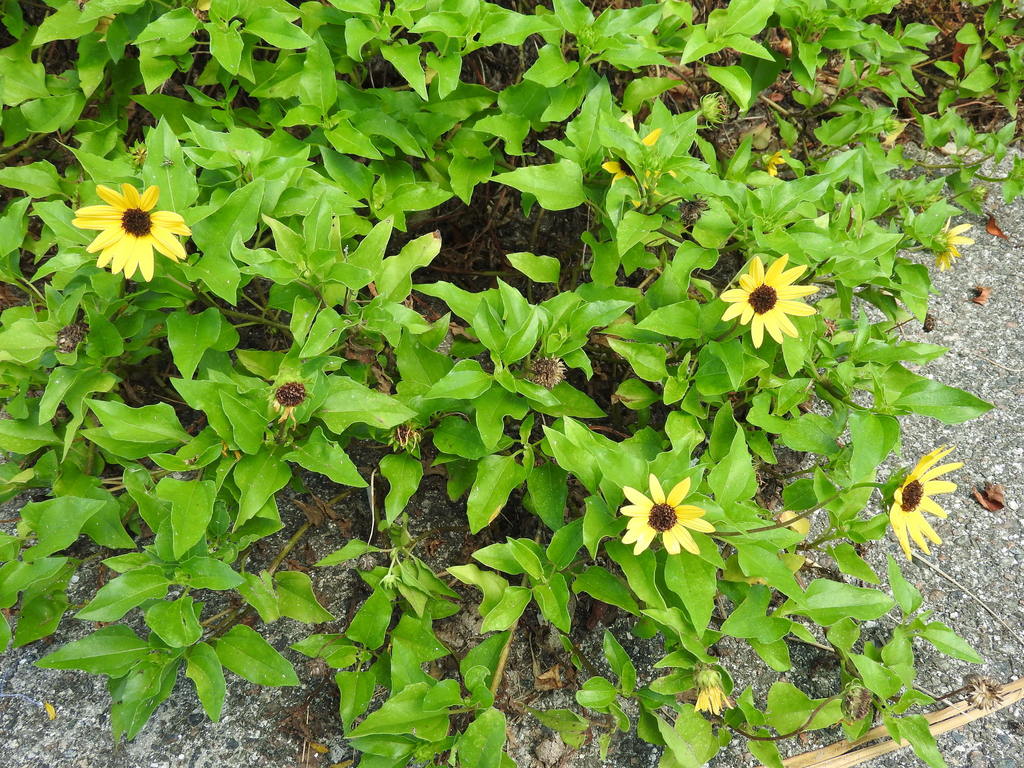 cucumberleaf sunflower from Canaveral National Seashore, Merritt Island ...