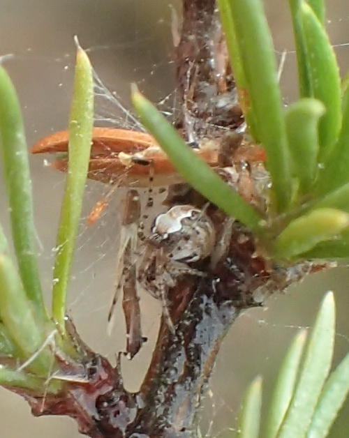 Typical Cobweb Spiders from Other Rd. north of Garcia Pass on September ...