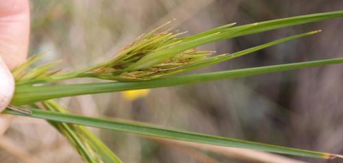 Carpha capitellata · iNaturalist