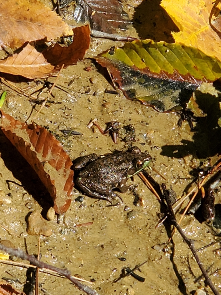 Green Frog from Strafford County, US-NH, US on September 26, 2021 at 01 ...