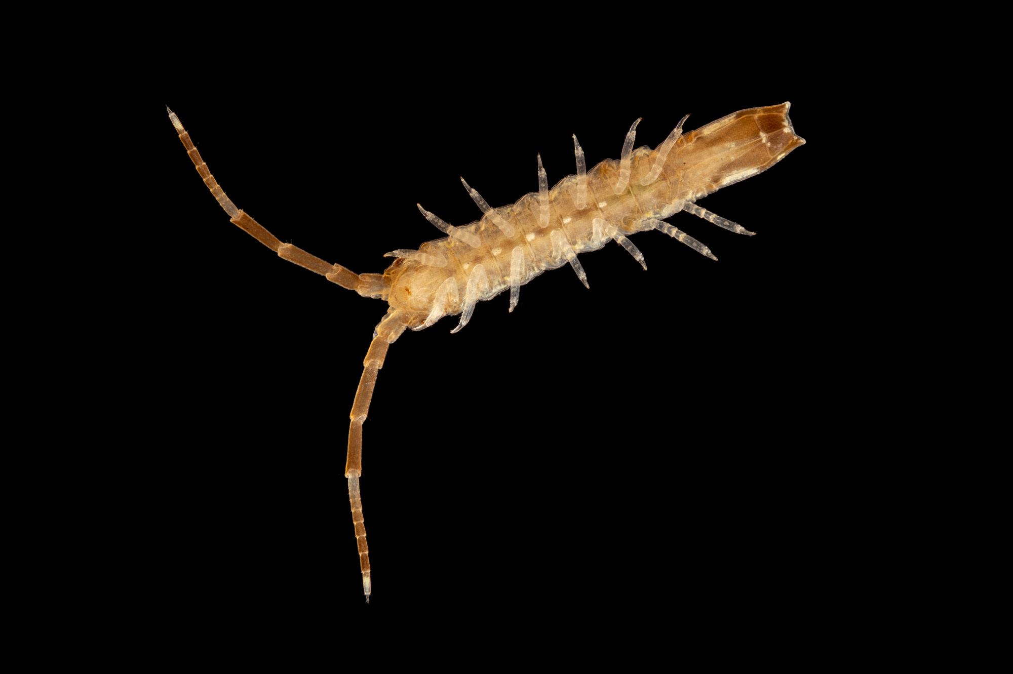 Idotea linearis (Linnaeus, 1767)