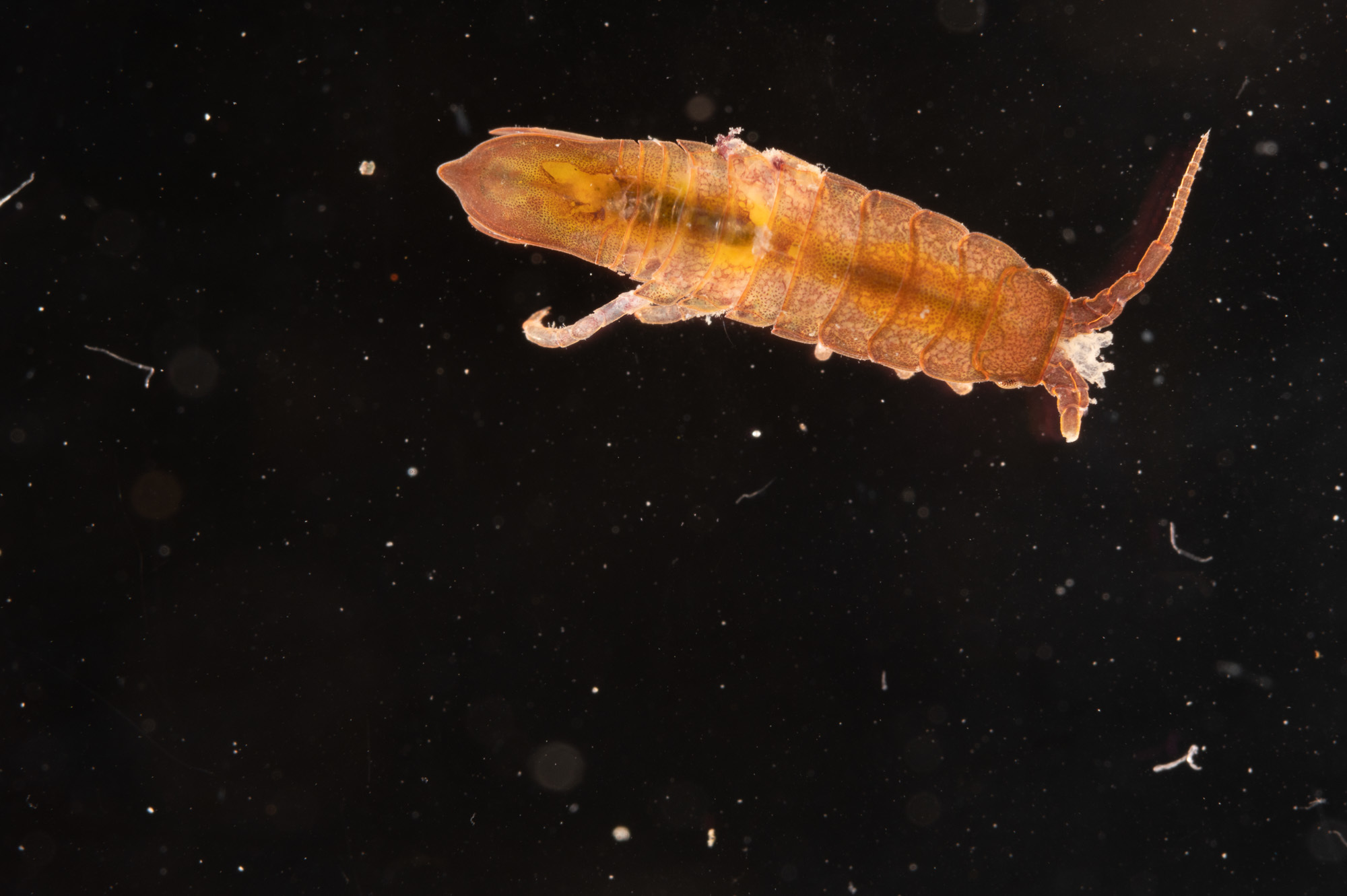 Idotea granulosa Rathke, 1843