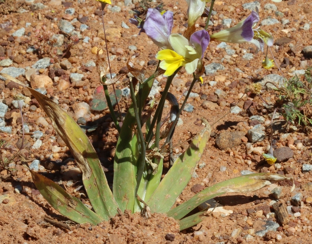 Sparaxis auriculata from West Coast DC, South Africa on September 17, 2021 at 12:32 PM by Corné ...