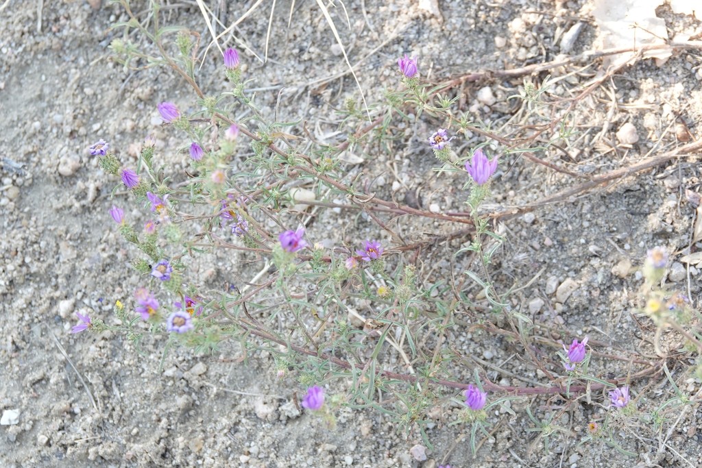 Hoary Tansyaster from Confluence on September 18, 2021 at 08:00 AM by ...