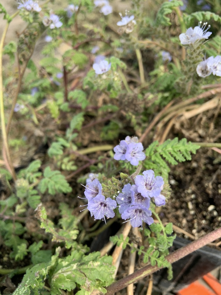 distant phacelia from Channel Islands National Park, CA, US on ...