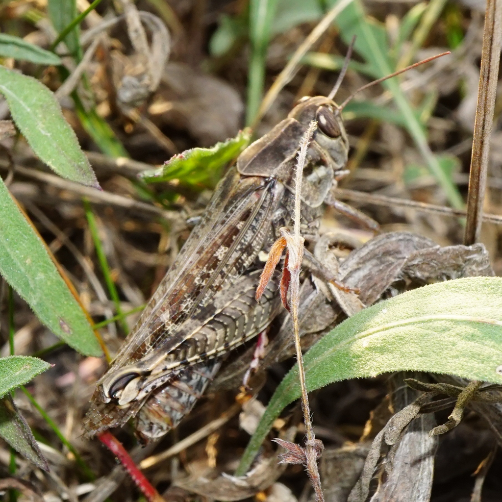 Italian locust from NSG Hackelsberg, BL, Österreich on September 26 ...