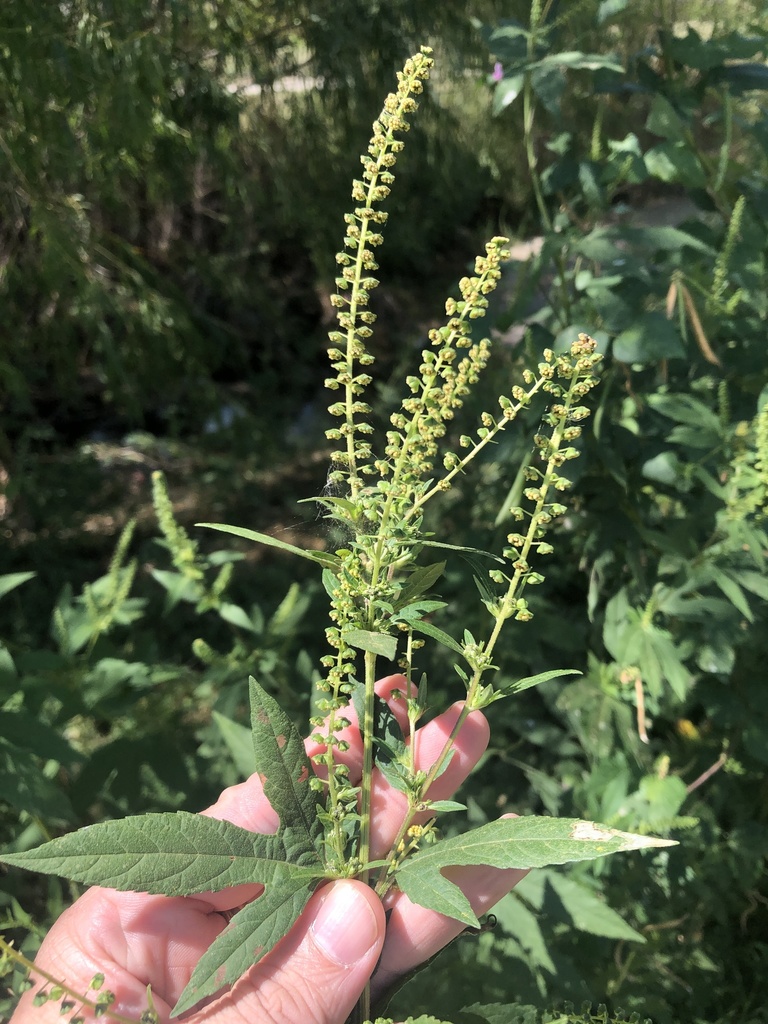 giant ragweed from Twin Mills Blvd, Fort Worth, TX, US on September 26 ...