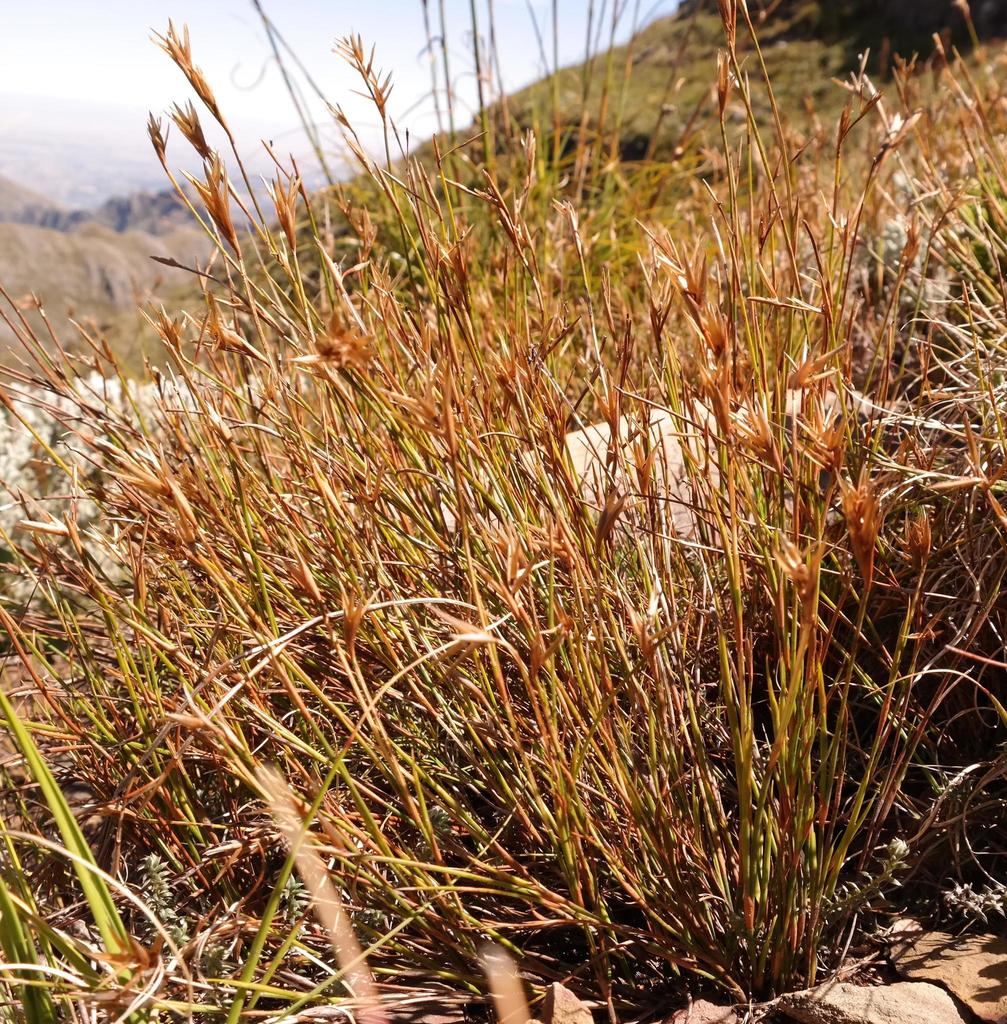 Restio corneolus (Restios of the Hottentots Holland ) · iNaturalist