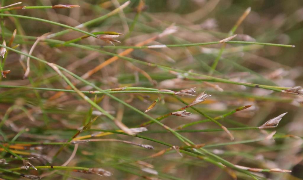Restio degenerans (Restios of the Hottentots Holland ) · iNaturalist