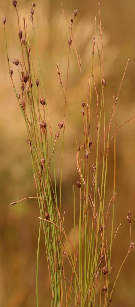 Restio subtilis (Restios of the Hottentots Holland ) · iNaturalist