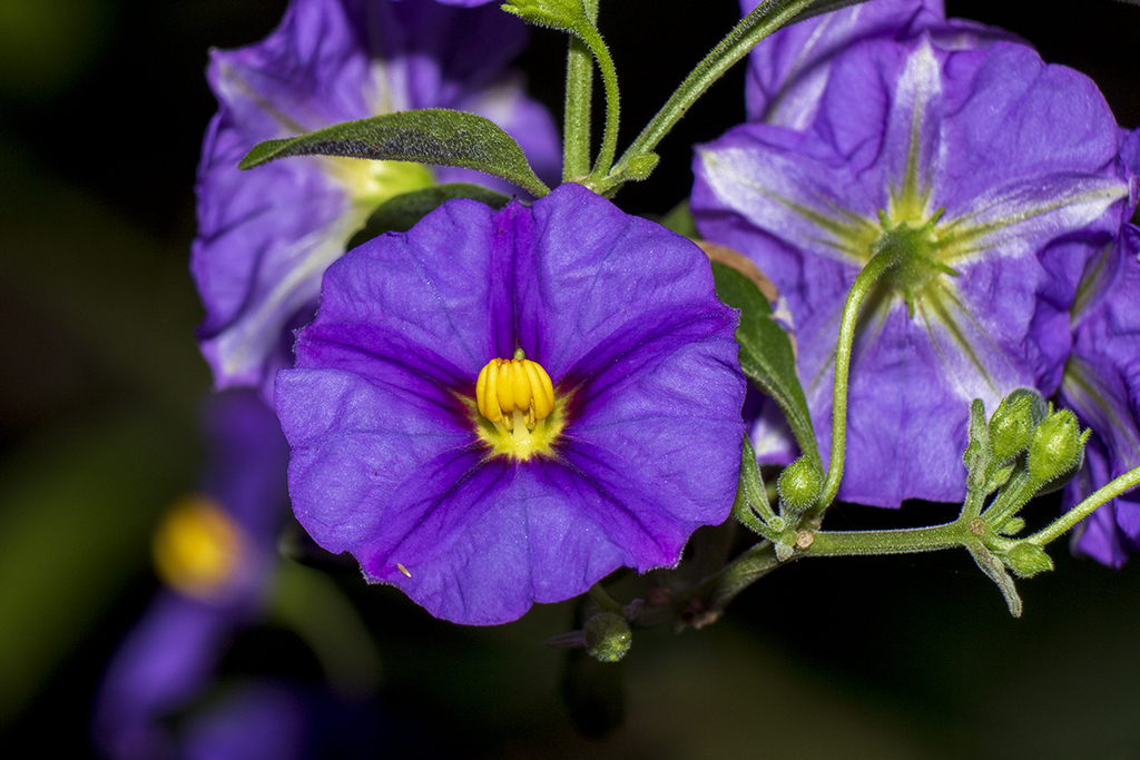 nightshades and allies (Solanoideae) - Botanical Realm
