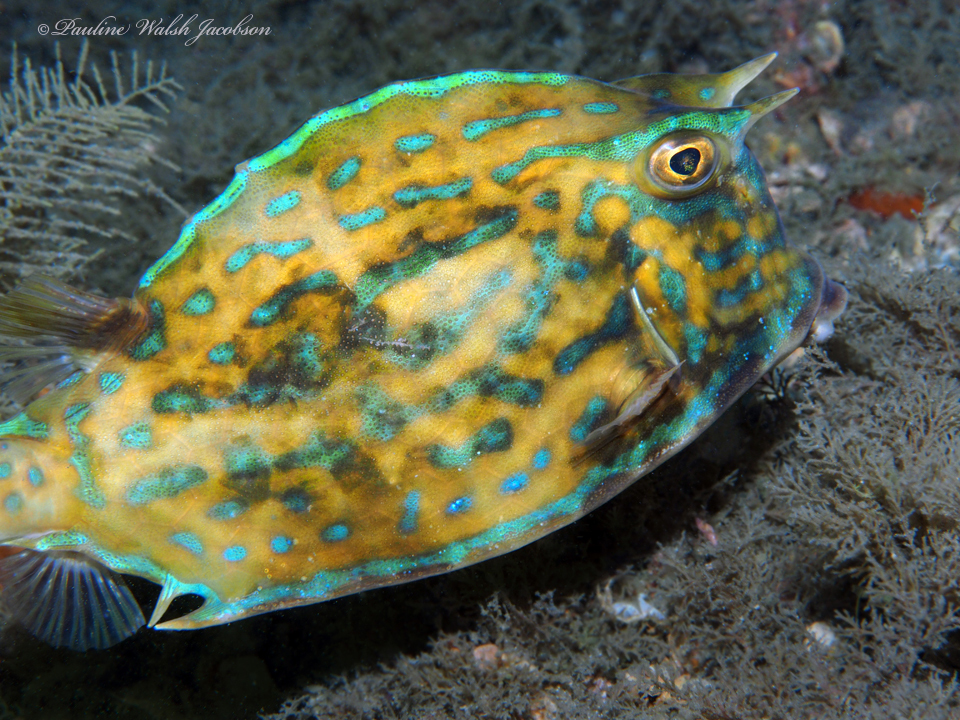 Boxfishes (Ostraciidae) - Marine Life Identification