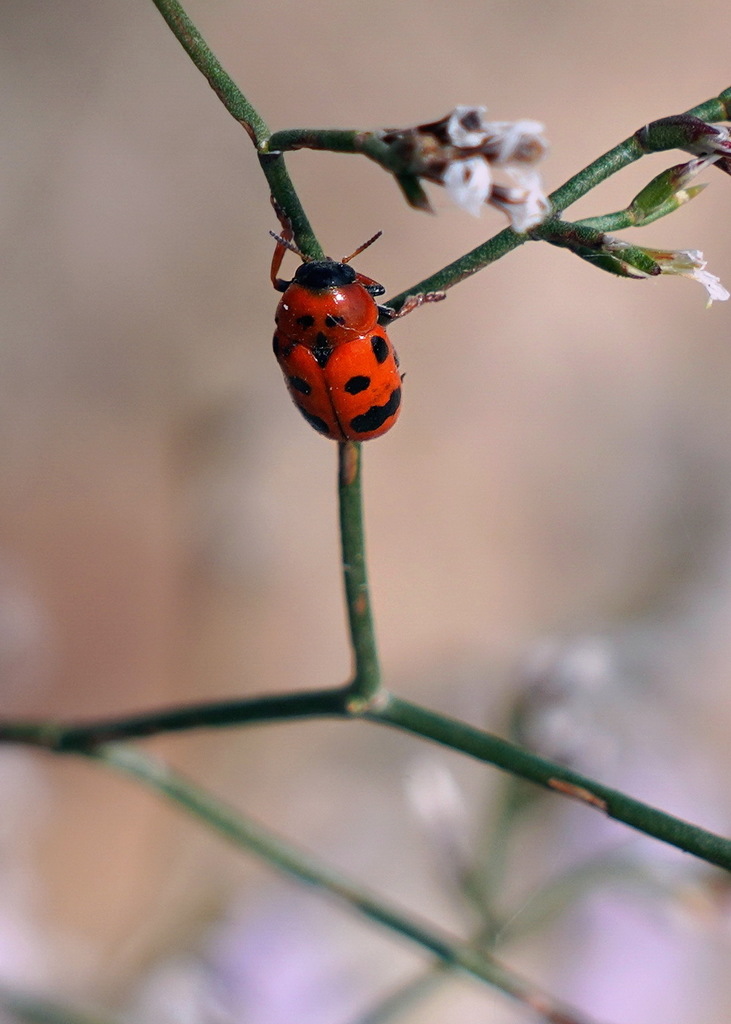 Clytra atraphaxidis from Zaragoza, España on July 28, 2021 at 11:08 AM ...