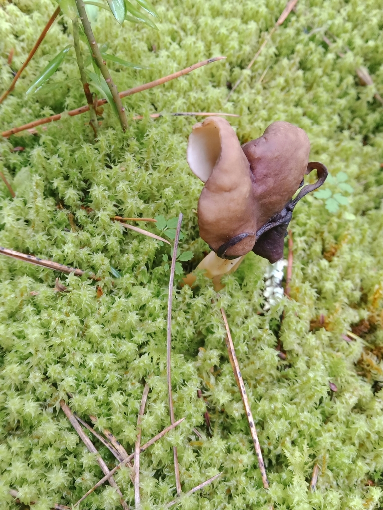 Helvella compressa from 56252 on September 25, 2021 at 01:02 PM by ...