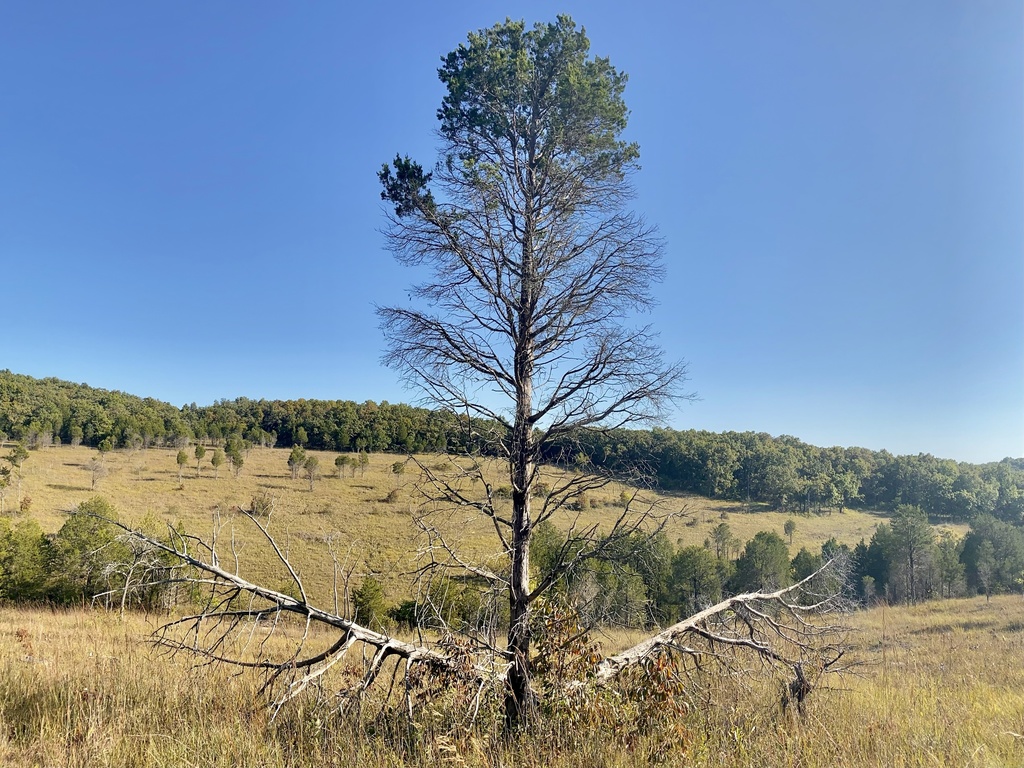 eastern redcedar from De Soto, MO, US on September 26, 2021 at 04:17 PM ...