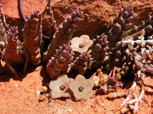 Subspecies Tridentea parvipuncta truncata · iNaturalist