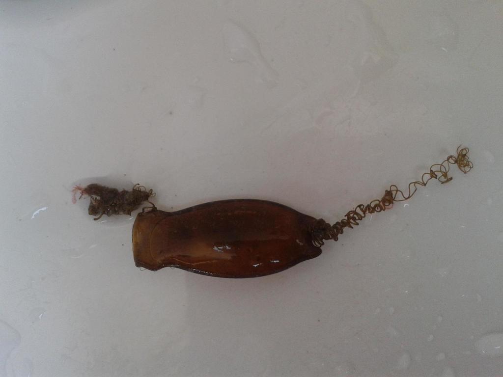 Brown Shyshark (Haploblepharus fuscus) - Marine Life Identification
