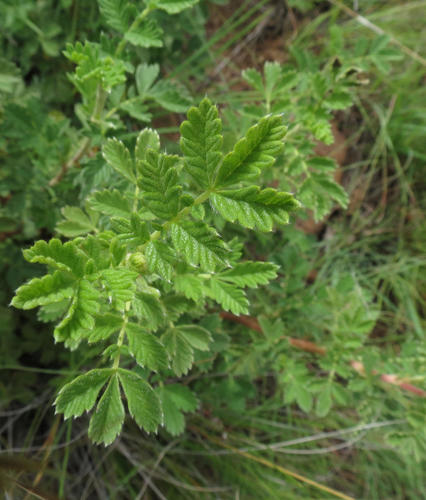 Ouhout (Magnoliopsida (Dicots) of the Mfolozi River catchment, South ...