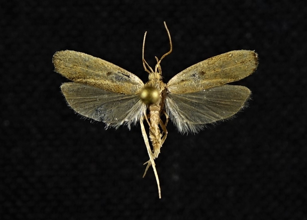 Juniper Tip Moth from Fulton County, PA, USA on August 13, 2021 at 06: ...