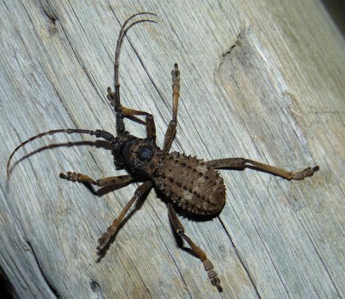 Genus Acanthesthes · iNaturalist