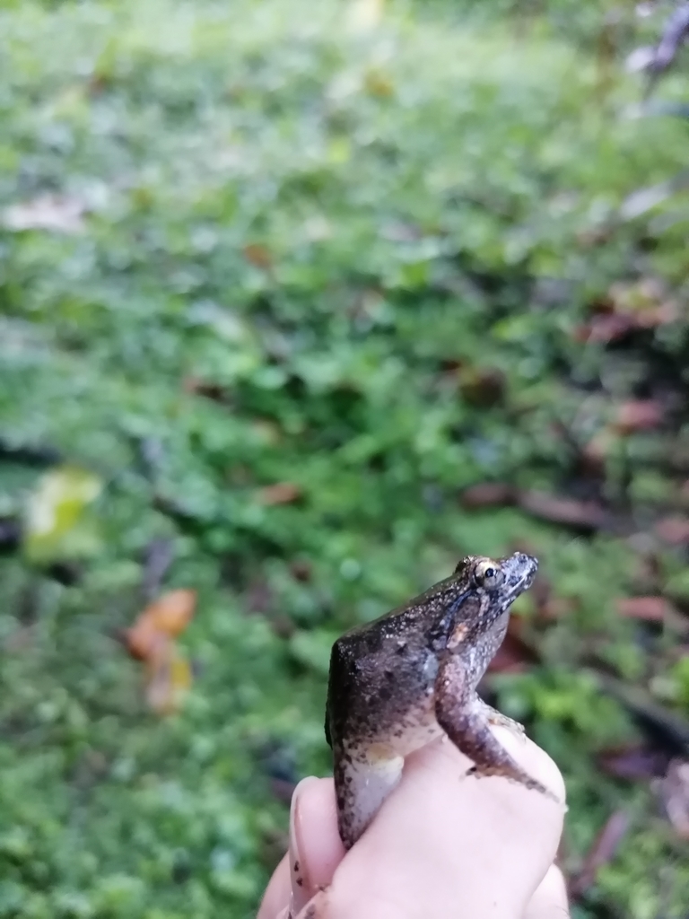 Smooth-skinned Ditch Frog from Tunapuna/Piarco Regional Corporation ...