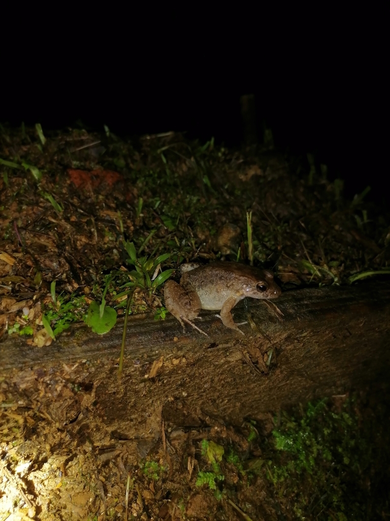 Smooth-skinned Ditch Frog from Tunapuna/Piarco Regional Corporation ...